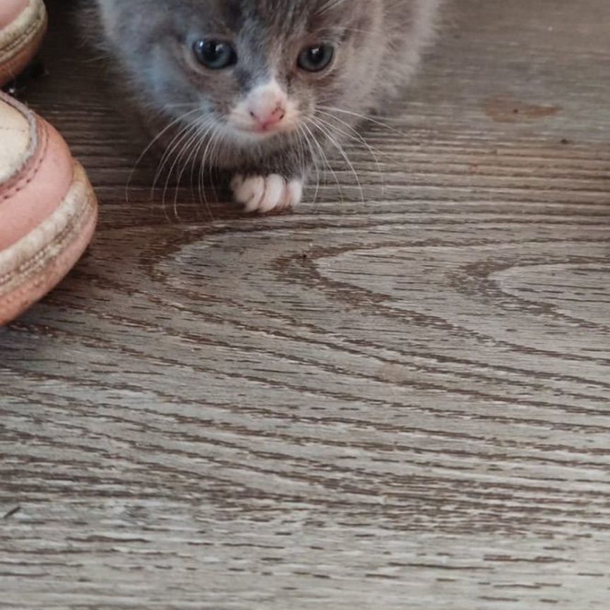 Вислоухие котята