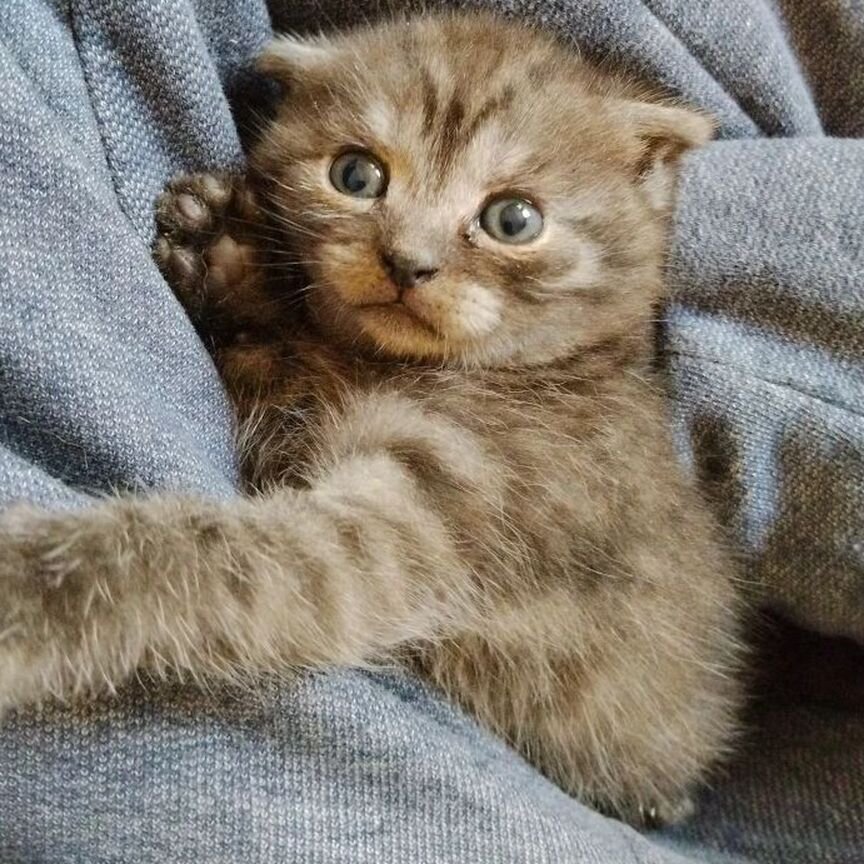 Шотландский вислоухий короткошёрстный котёнок