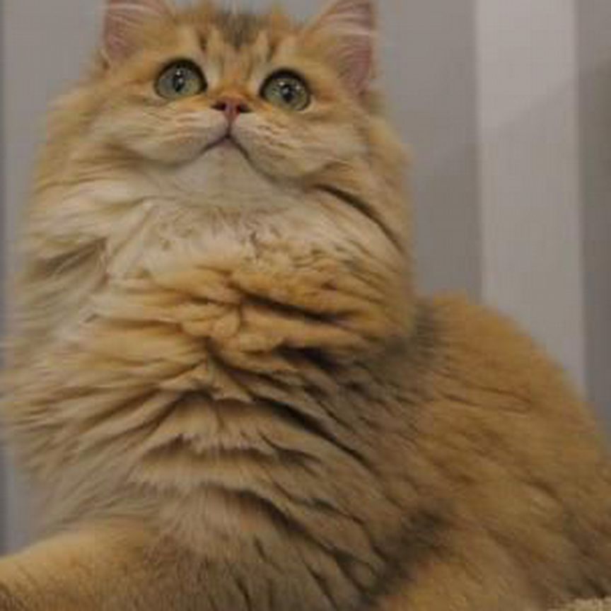 Шотландский прямоухий длинношёрстный котёнок