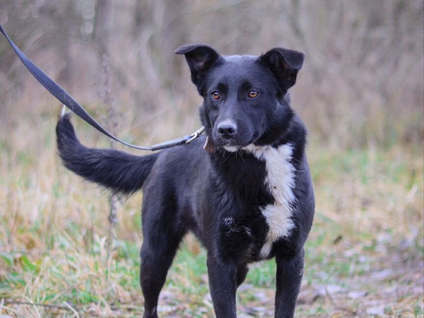 Собака 11 месяцев Шерли в добрые руки