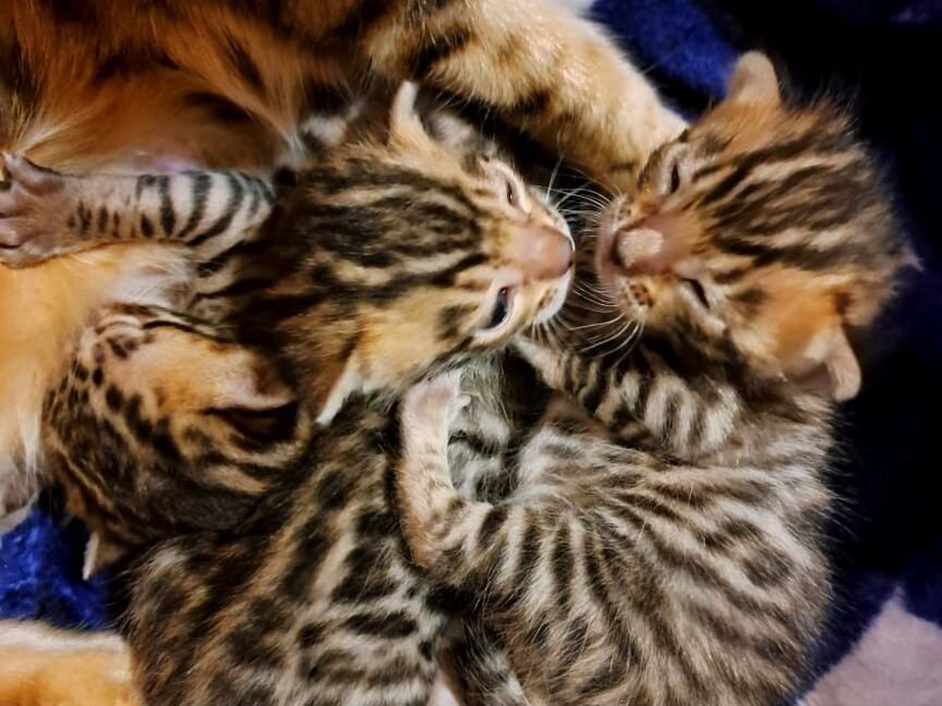 Бенгальские котята