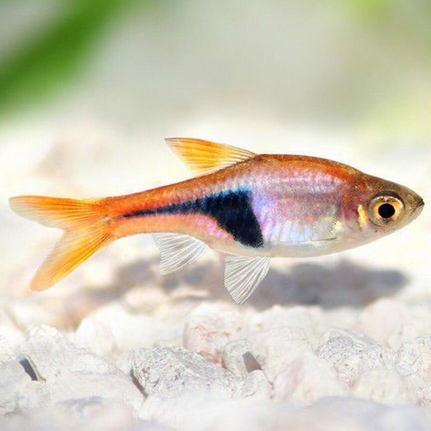 Аквариумные рыбки