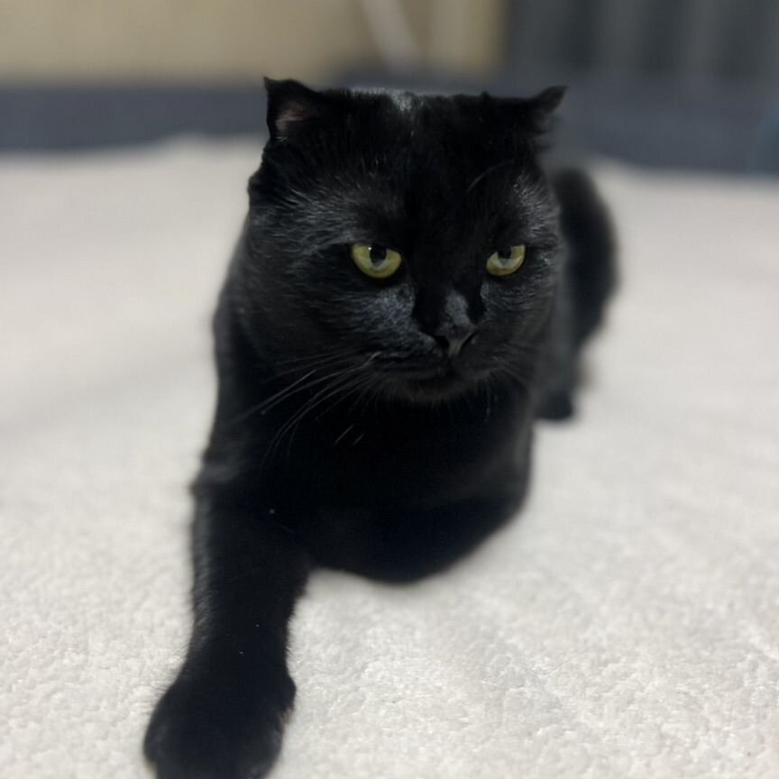 Кот