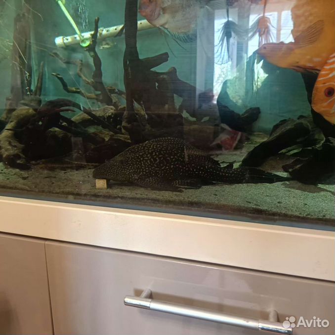 Сом Птеригоплихт парчевый