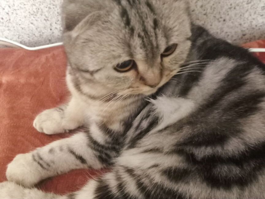 Шотландская вислоухая кошка