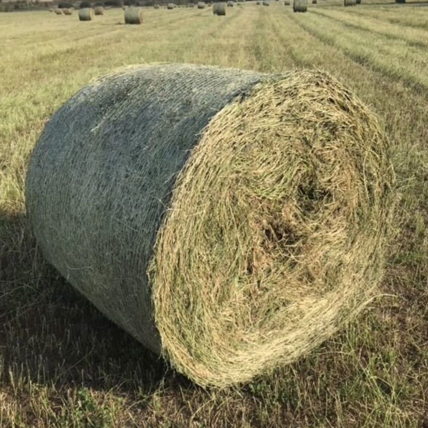 Сено люцерны в рулонах