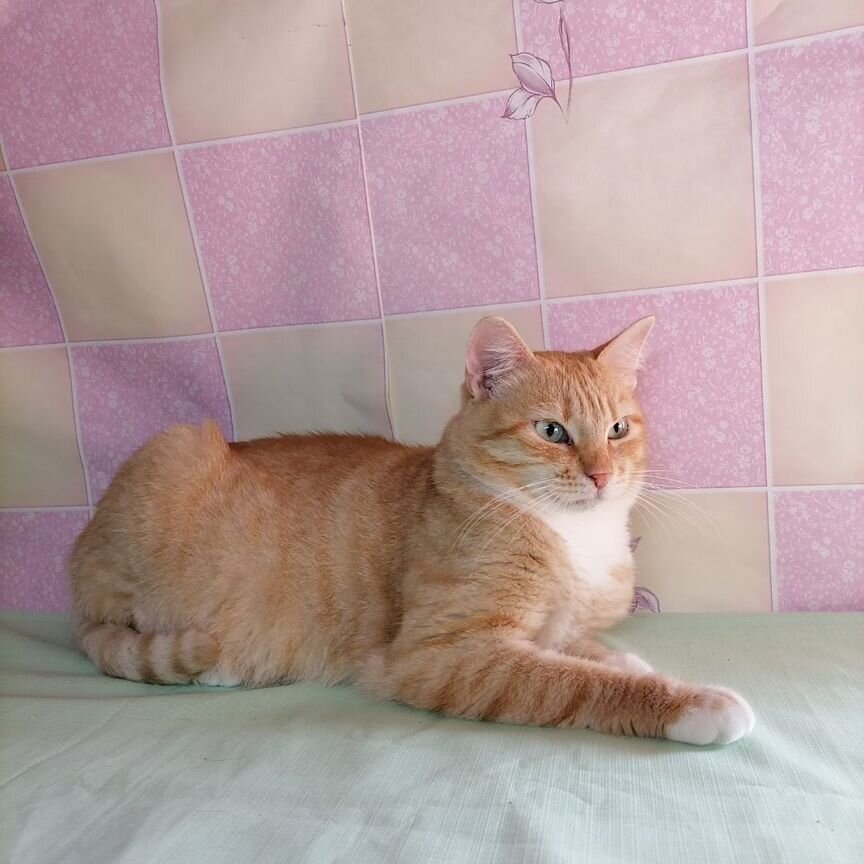 Кошка в добрые руки
