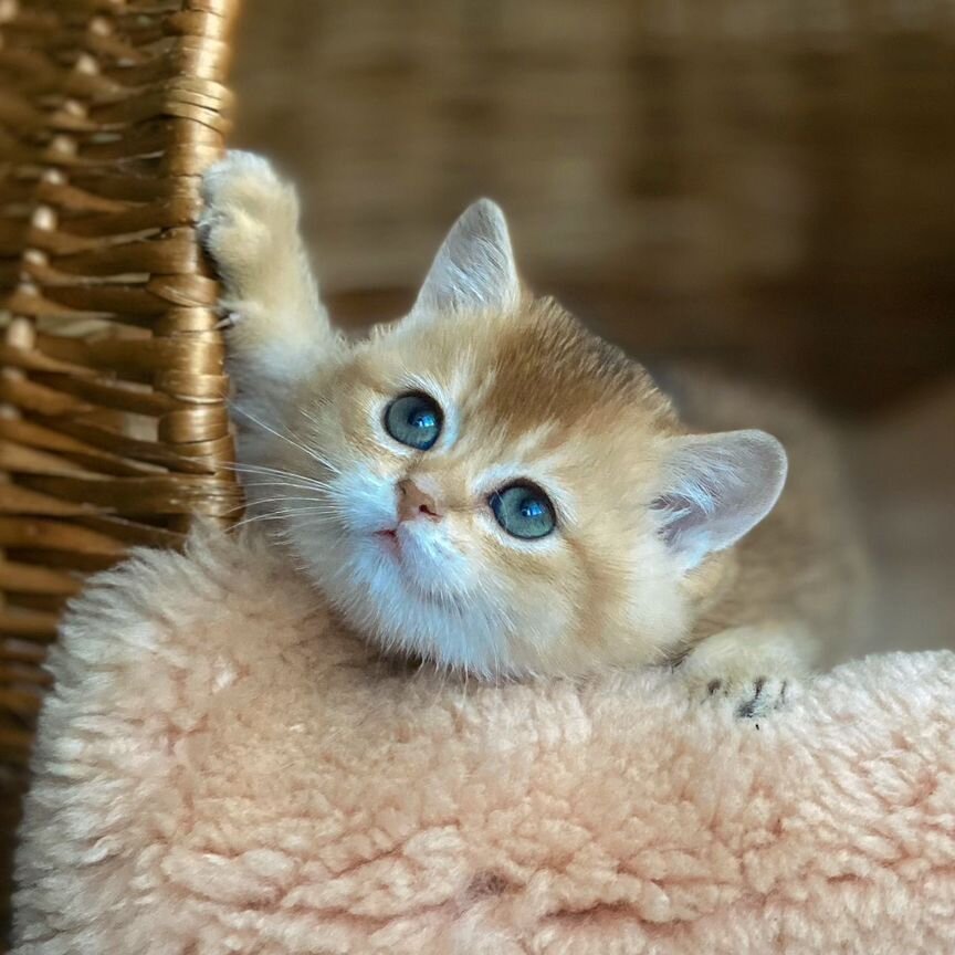 Британская кошечка Соня