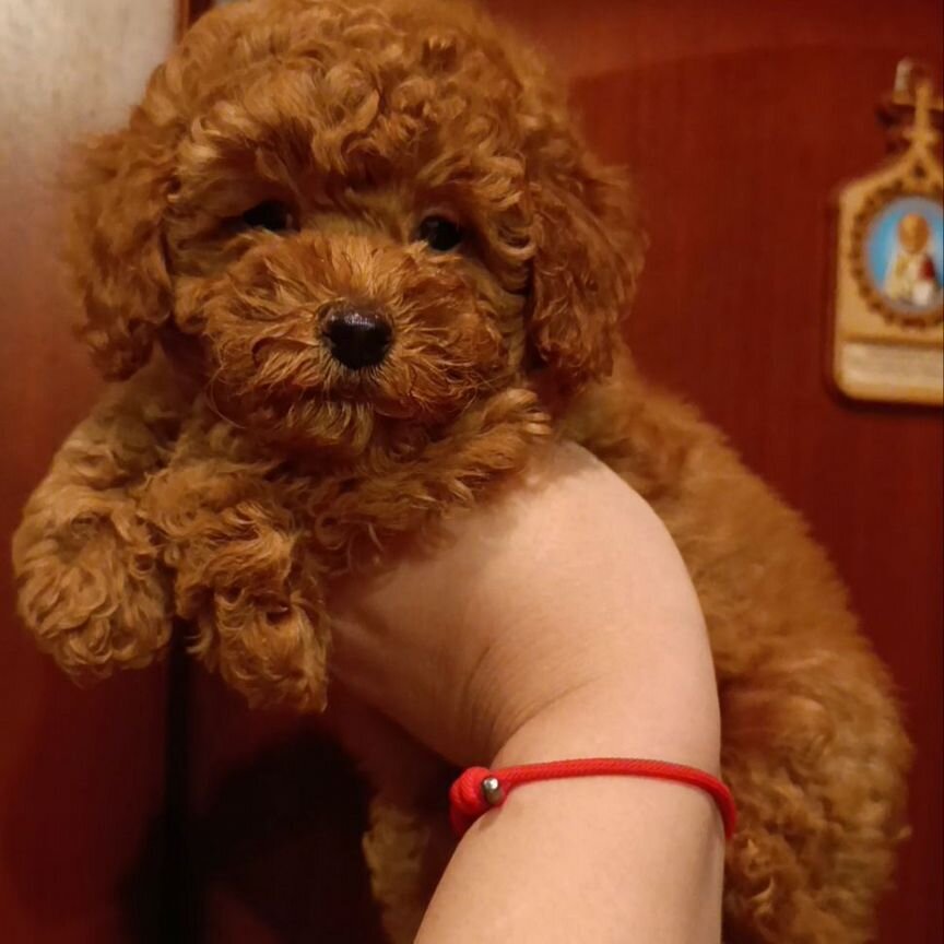 Карликовый пудель с документами,щенки