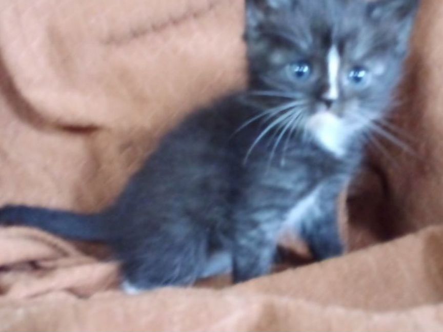 Продажа кошек