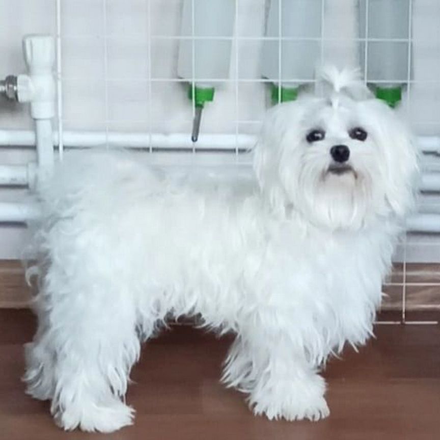 Мальтийская болонка девочка