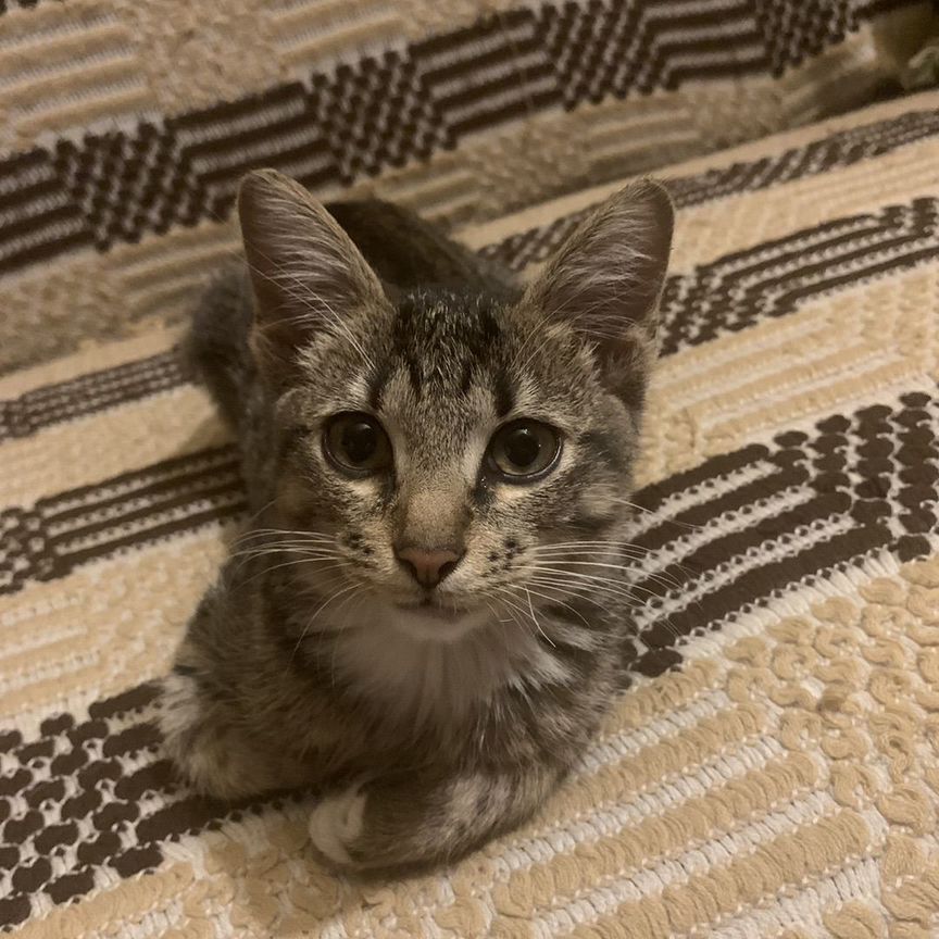 Котёнок