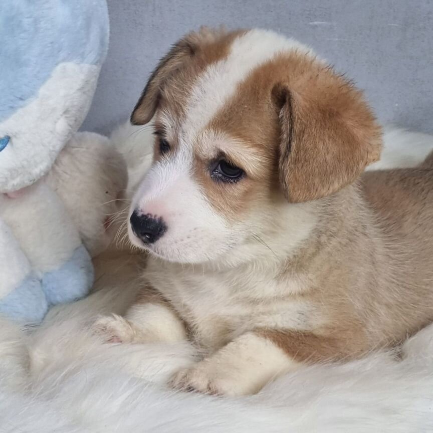 Щенки корги