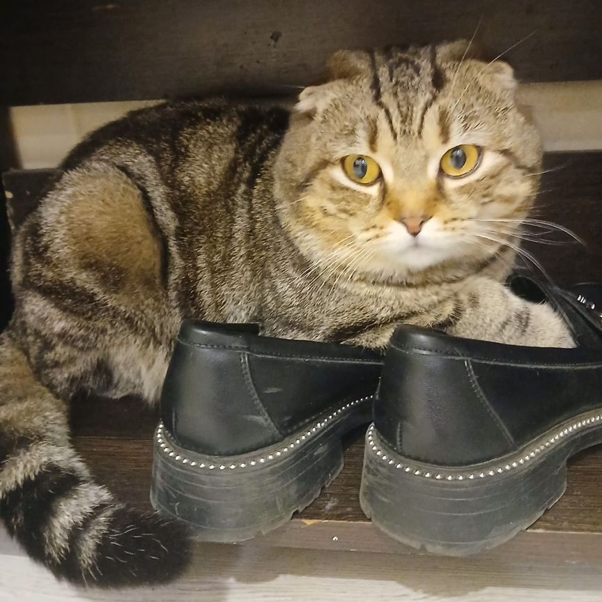 Шотландский вислоухий короткошёрстный, взрослый кот