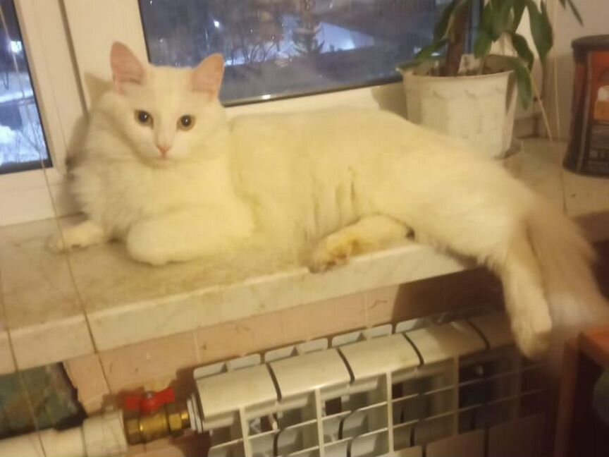 У кота умерла хозяйка