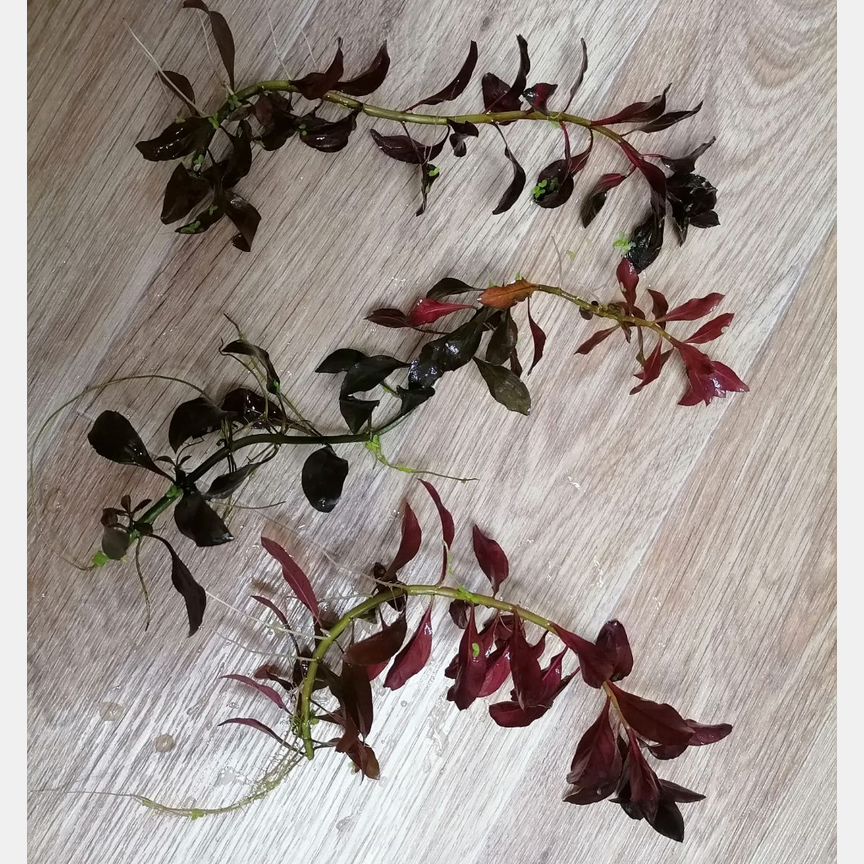 Аквариумное растение Людвигия рубин