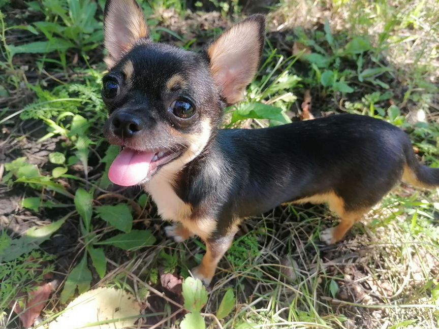 Чихуахуа мини кобель