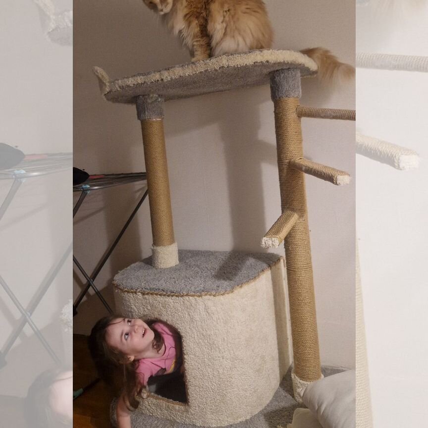 Дом для кота (Мейн-кун)