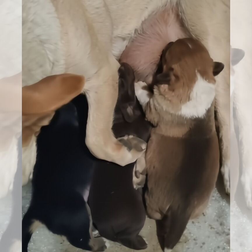 Щенок в добрые руки