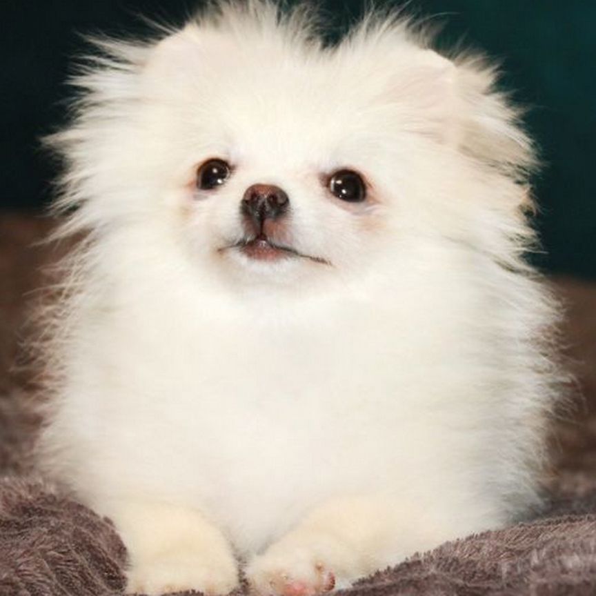 Померанский шпиц, щенок