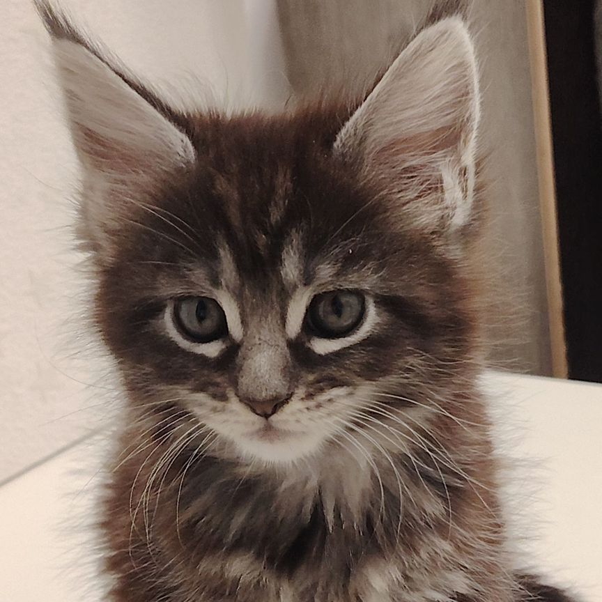 Мейн-кун девочка