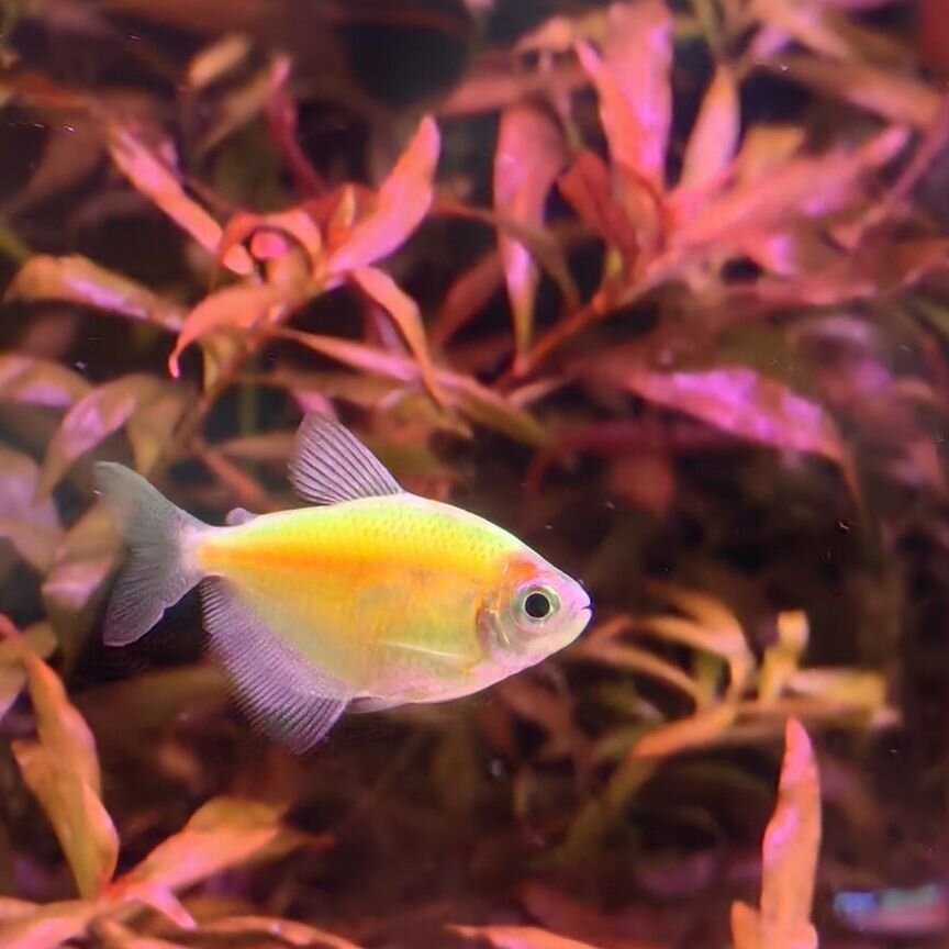 Рыбки тернеции