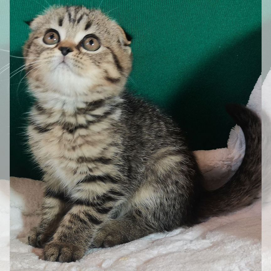 Идеальные ушки