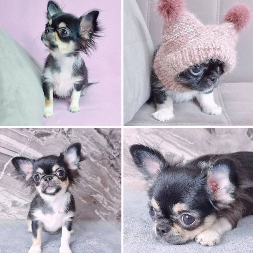 Чихуахуа, щенок