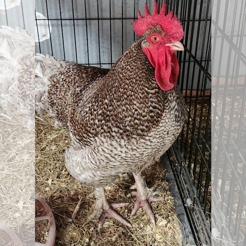 Продам петуха