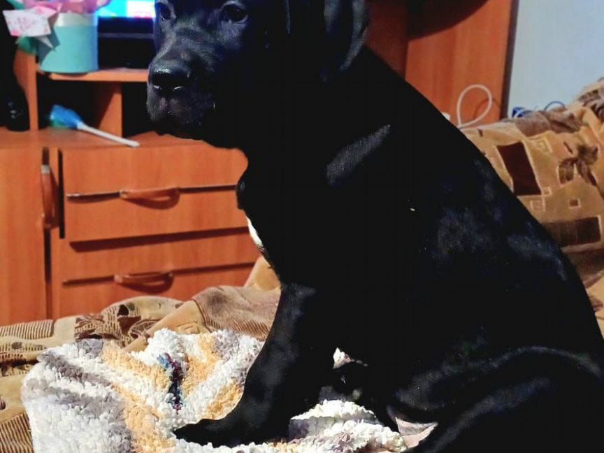 Кане Корсо с документами