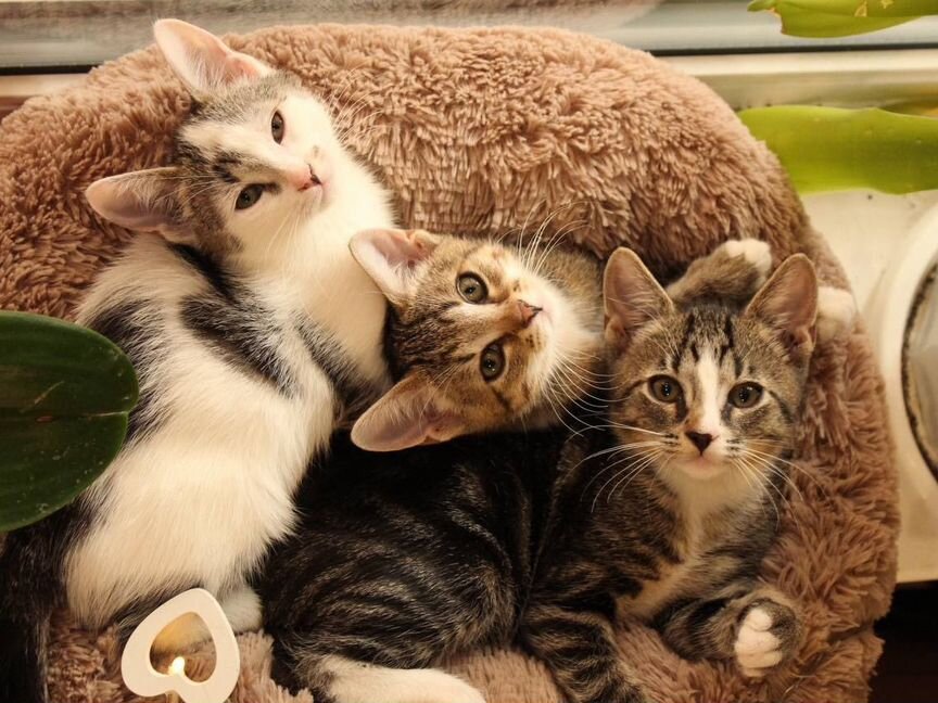 Котята 2,5 месяца