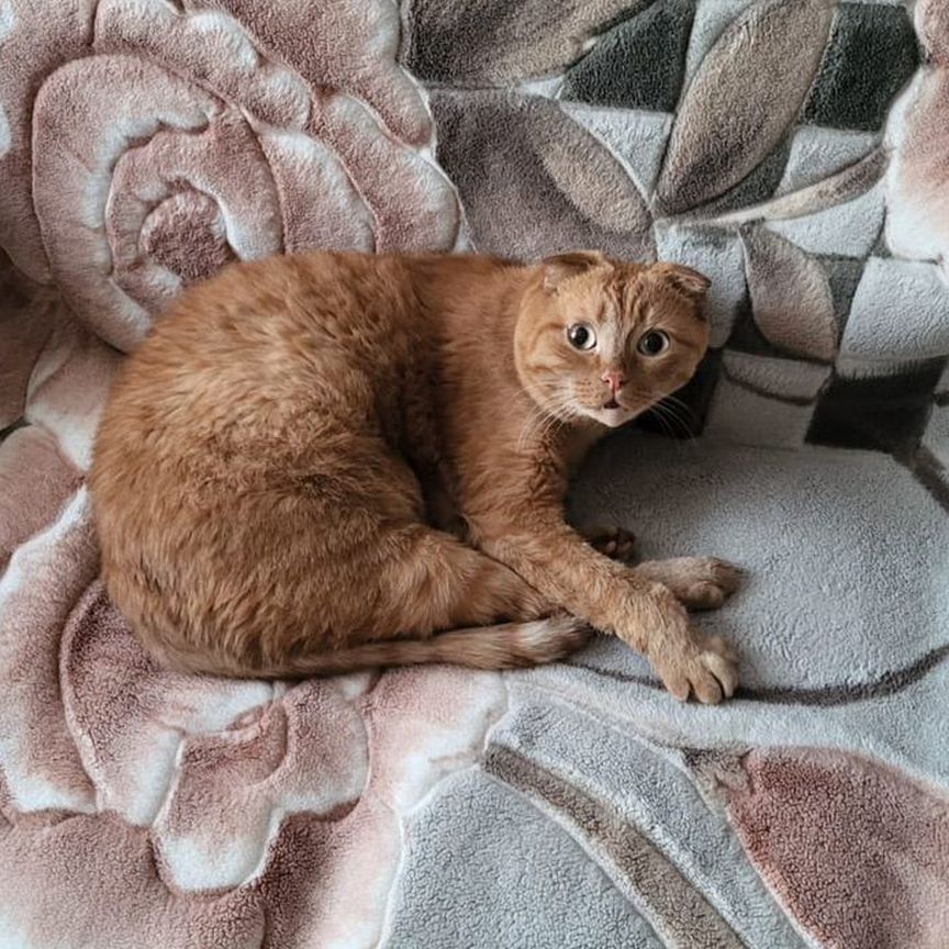 Шотландский вислоухий короткошёрстный, взрослый кот