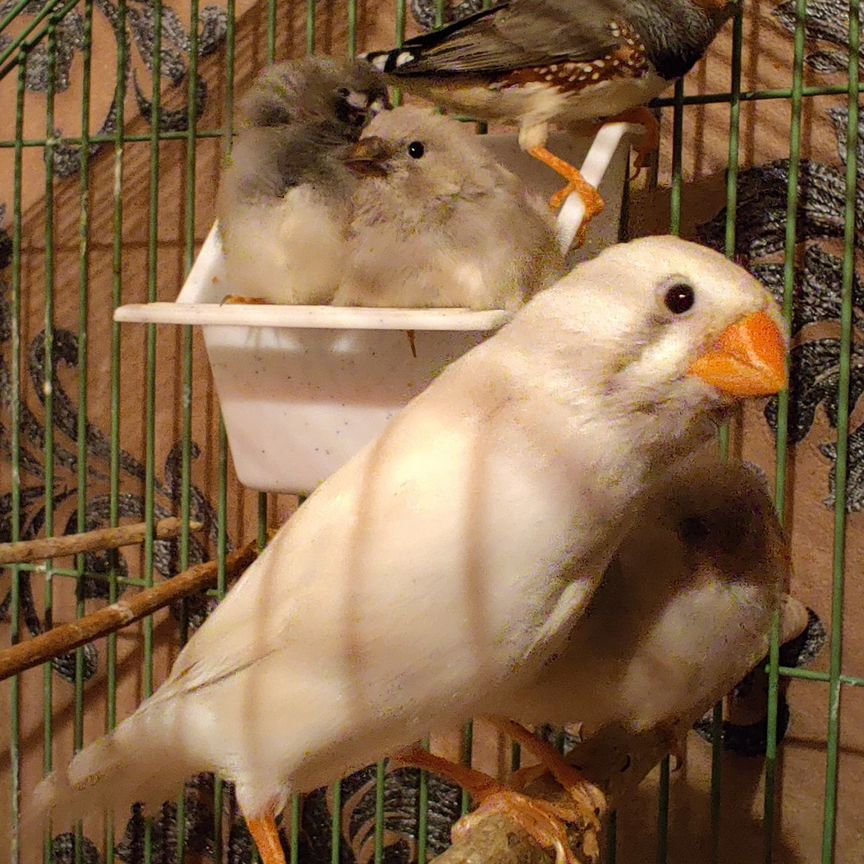 Амадины, певчие птички