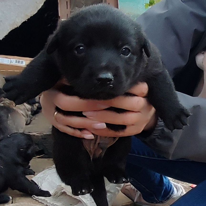 Щенок в добрые руки бесплатно. Возраст 1 месяц