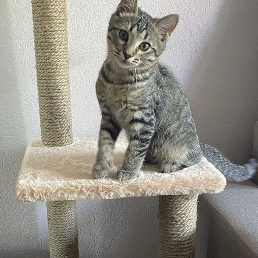 Котята в добрые руки, мальчик 6 месяцев