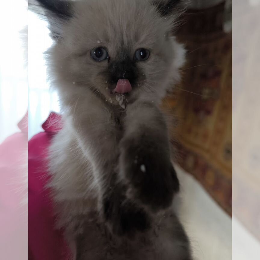 Котёнок в добрые руки