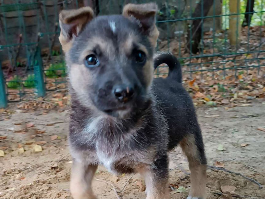 Щенок мальчик кобель в добрые руки бесплатно
