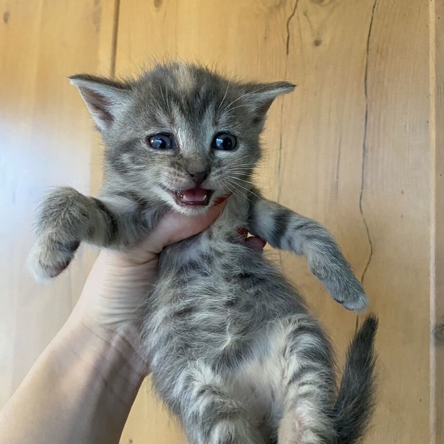 Котята в добрые руки 1 месяц