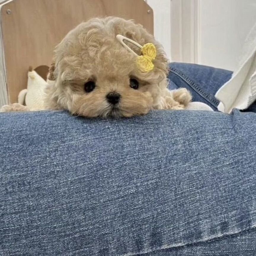 Мальтипу, щенок