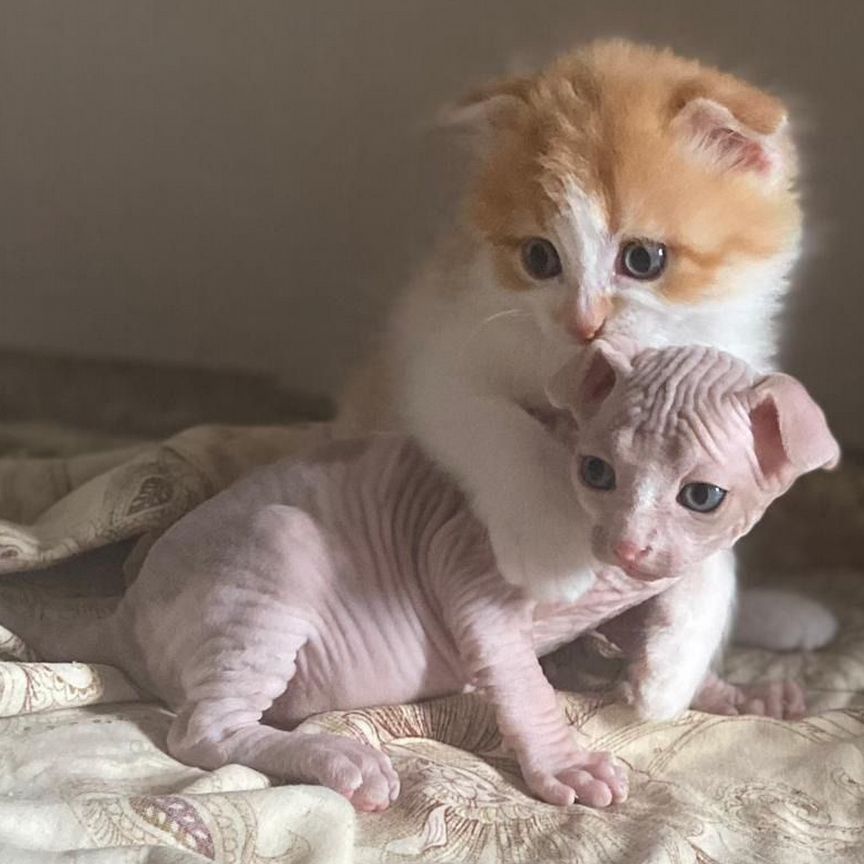 Котята от вислоухого шотландца