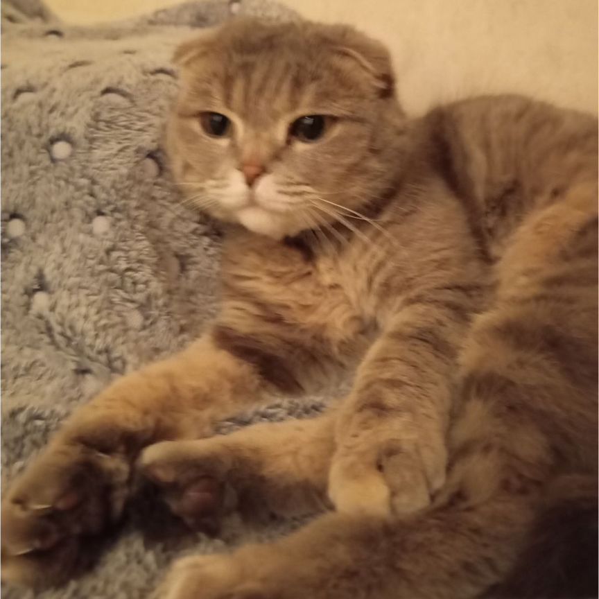 Шотландская вислоухая длинношёрстная, взрослая кошка