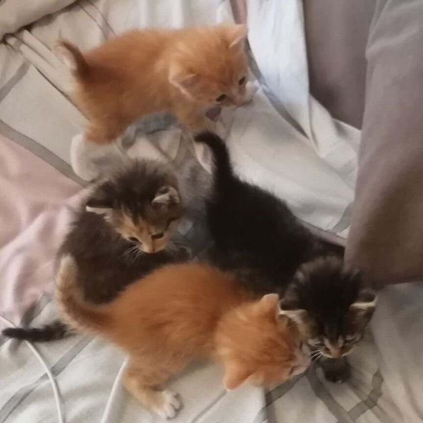 Котята в добрые руки