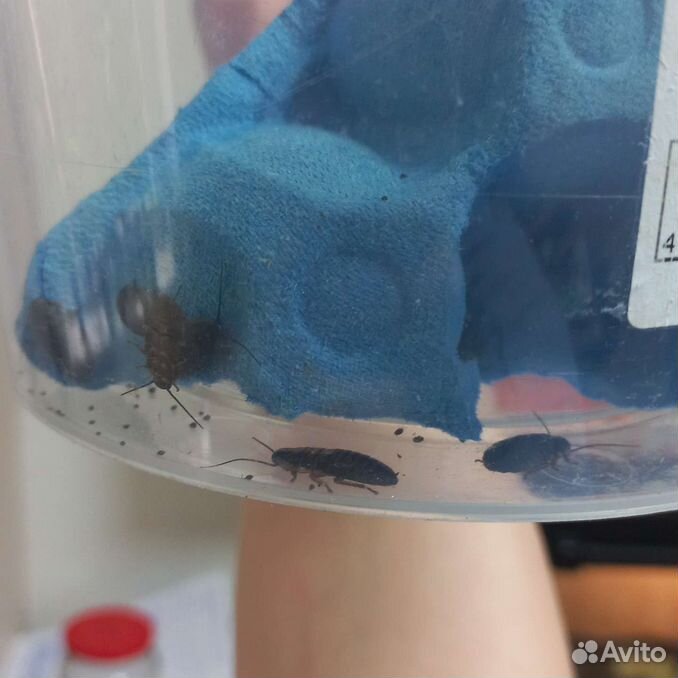 Мадагаскарские тараканы