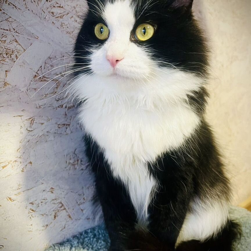 Кот черно белый в добрые руки