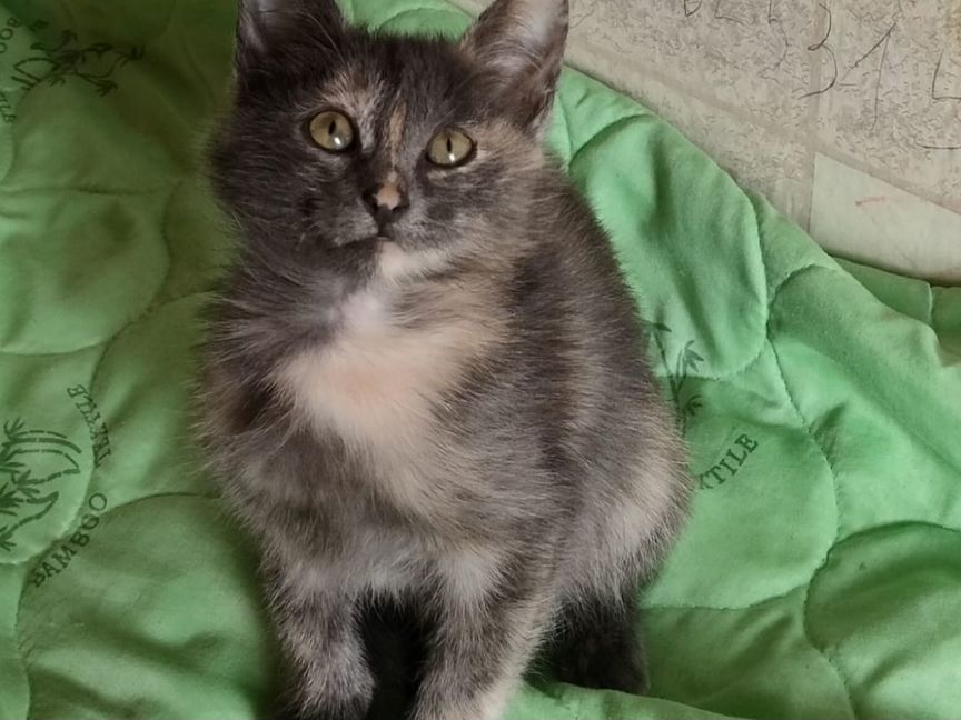 Котенок трех цветная лапочка