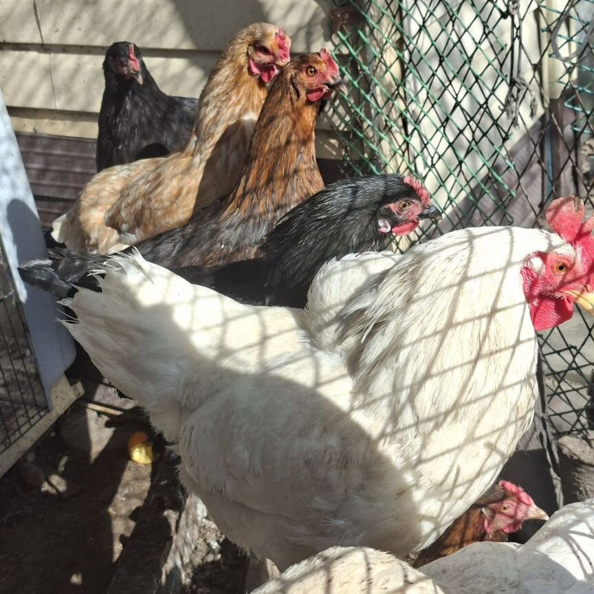 Петух молодой домашний