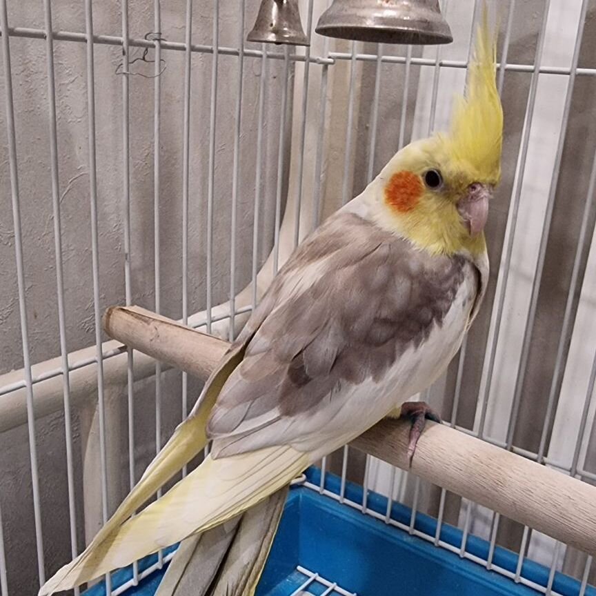 Попугай корелла с клеткой