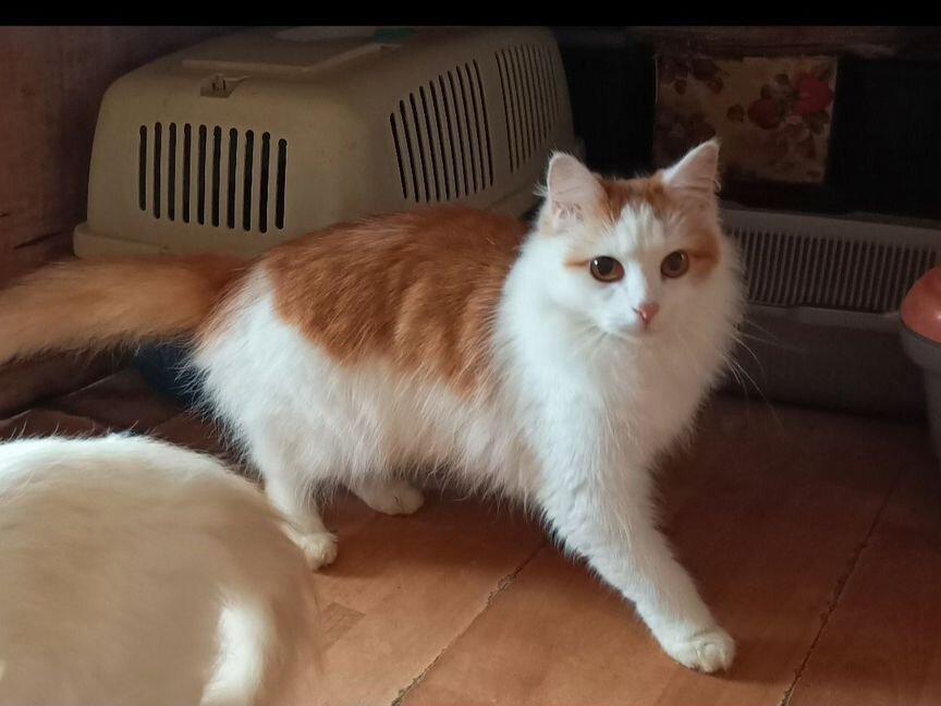 Красивая кошка Лейла