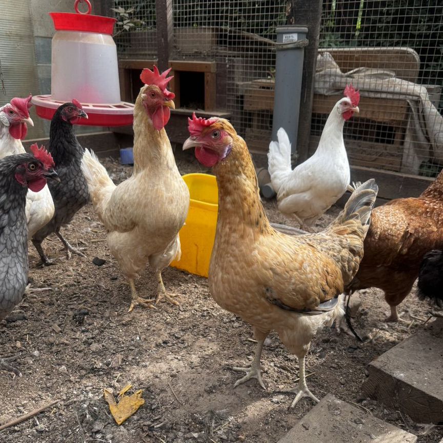 Куры несушки
