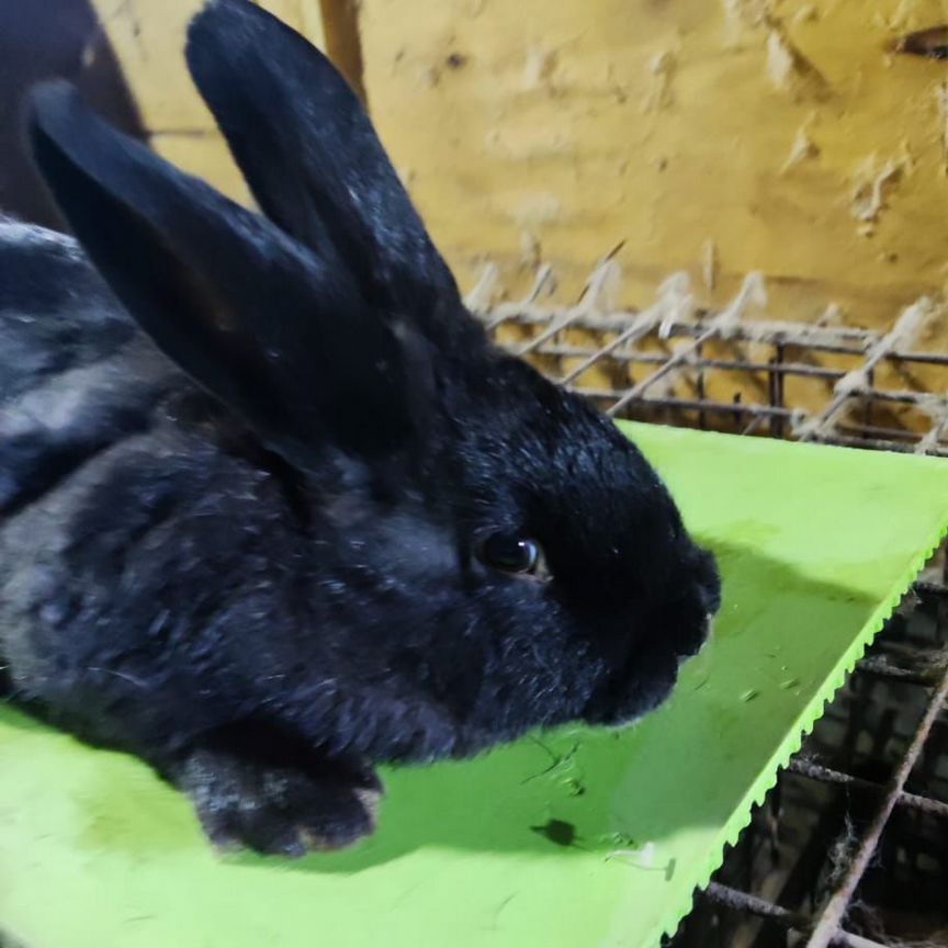 Мясо кролика